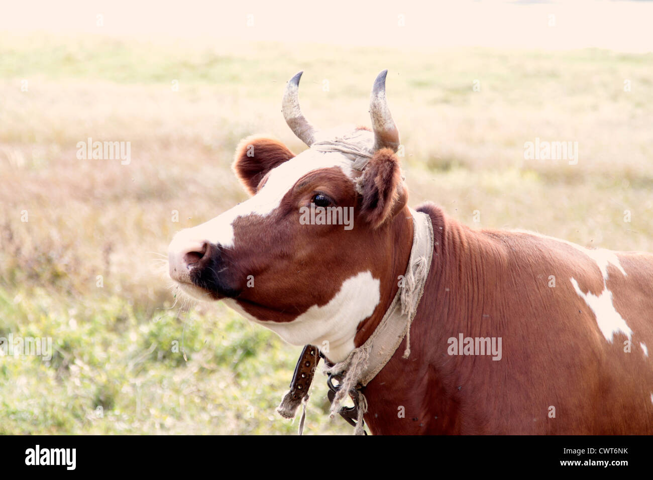 cow on a leash Stock Photo - Alamy
