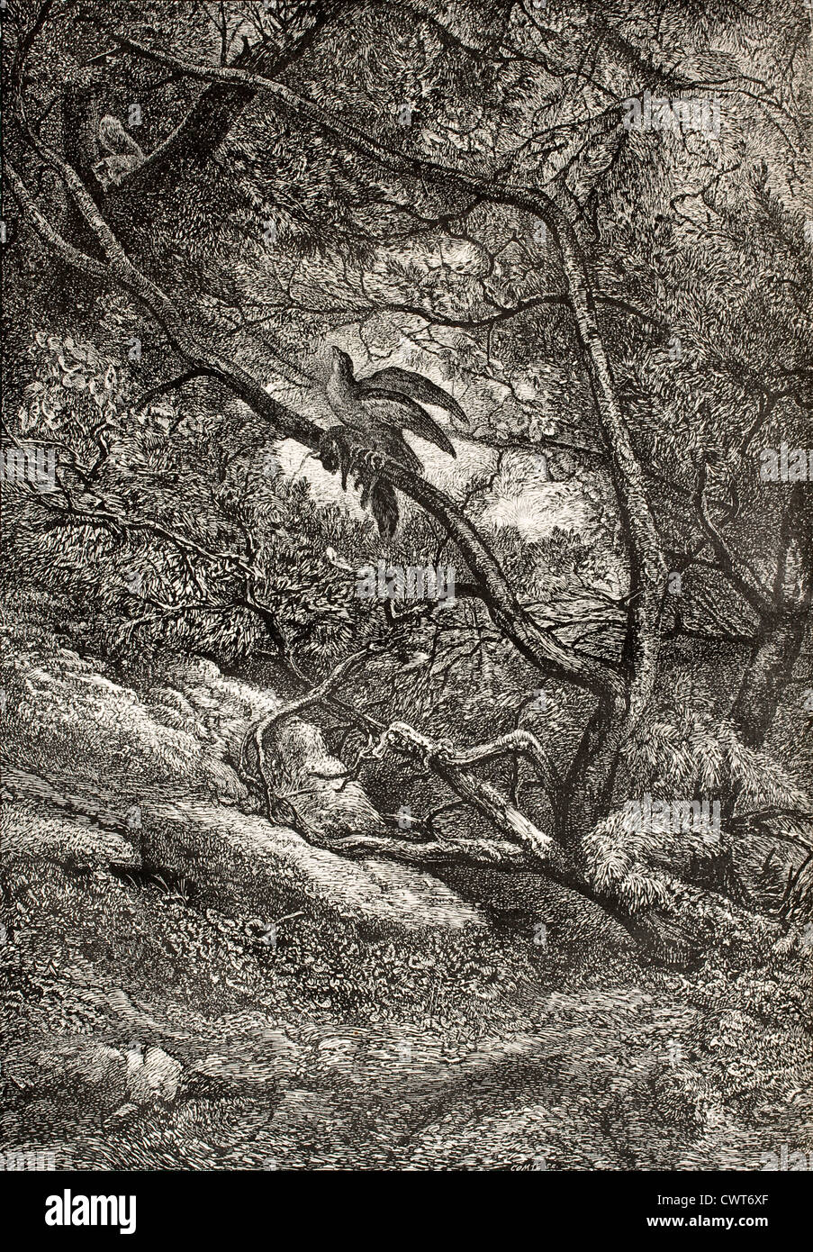 raptorial bird in the forest holding his prey Stock Photo - Alamy