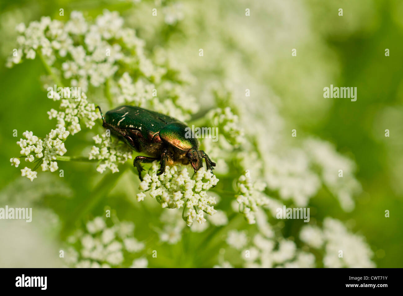 Golden Beetle feeding on Cow parsley Stock Photo - Alamy