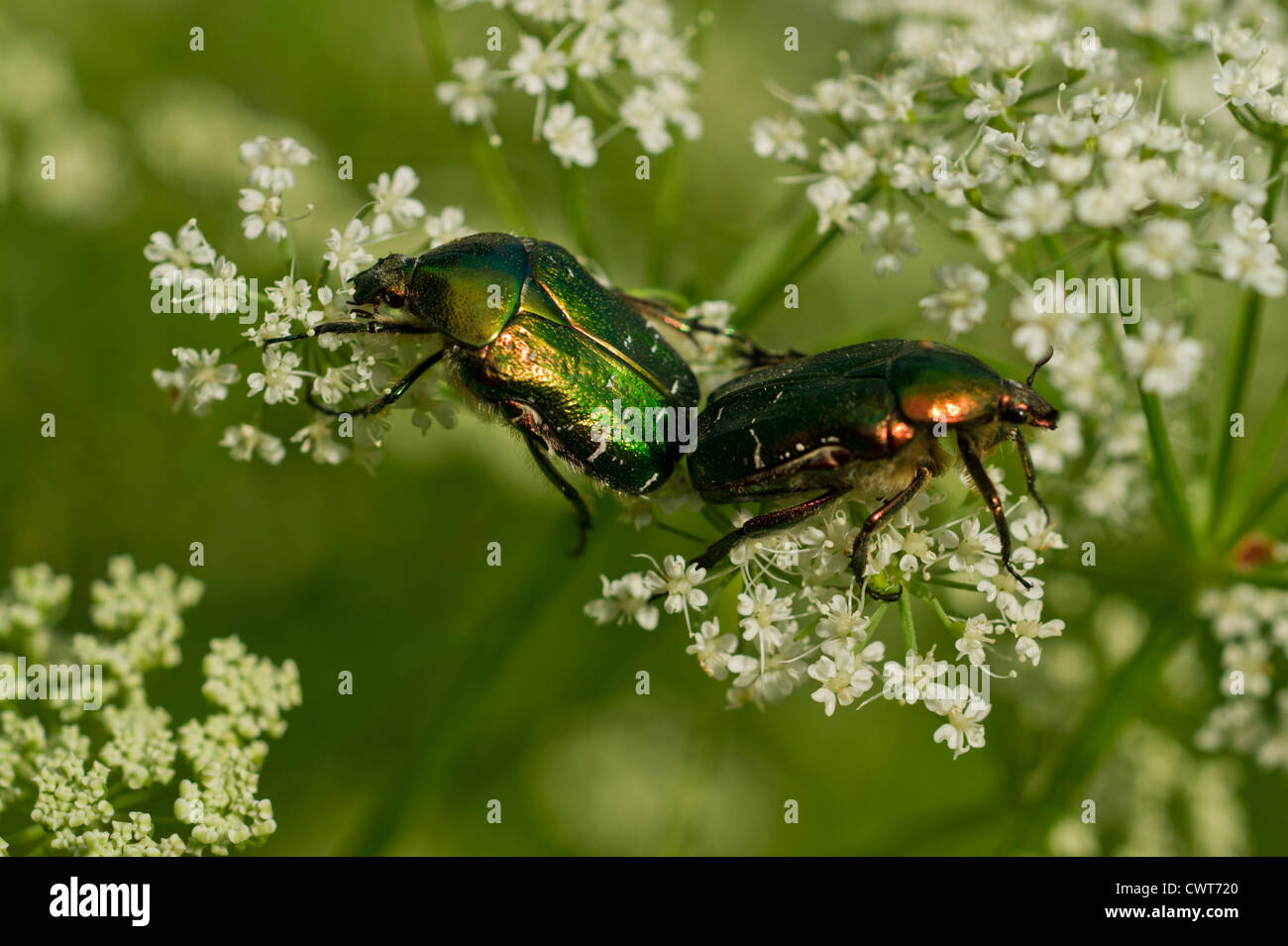 Golden beetle feeding on Cow Parsely Stock Photo - Alamy