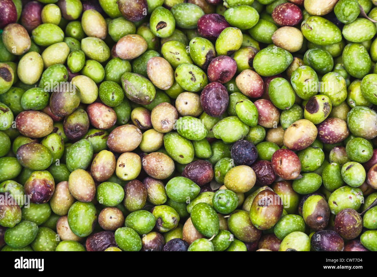 Olives ready to harvest hi-res stock photography and images - Alamy