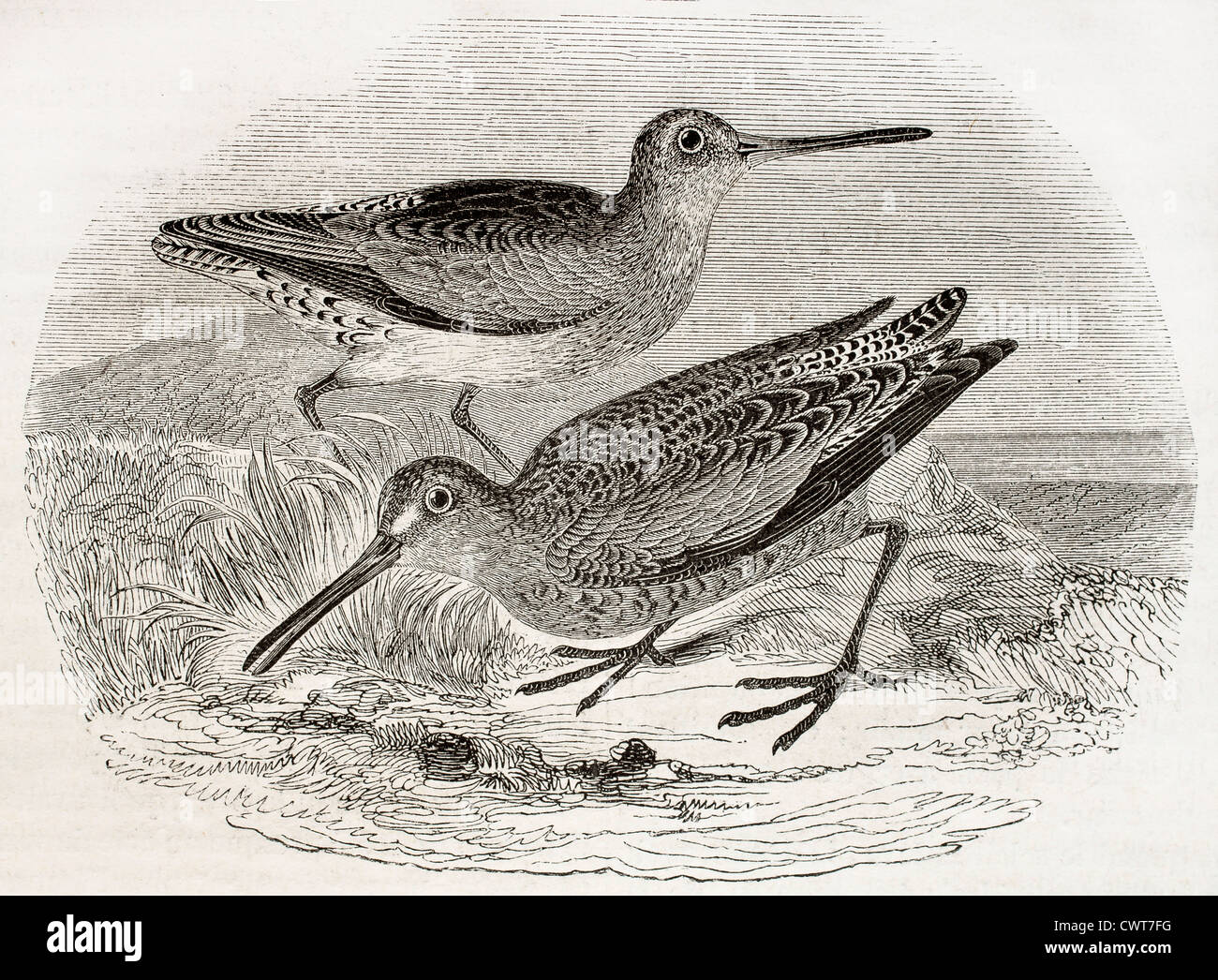 Snipe art hi-res stock photography and images - Alamy