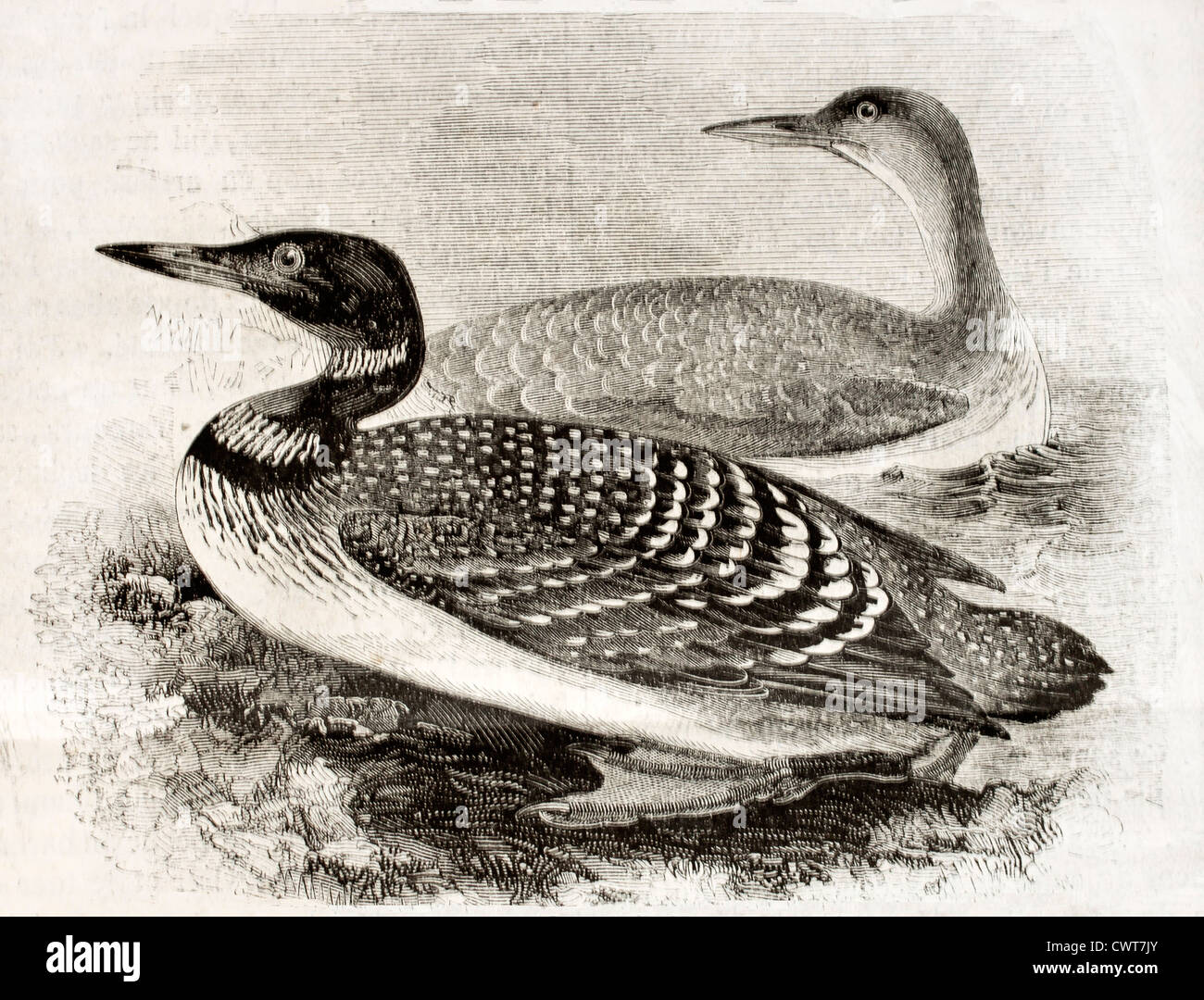 Great Northern Loon Stock Photo - Alamy