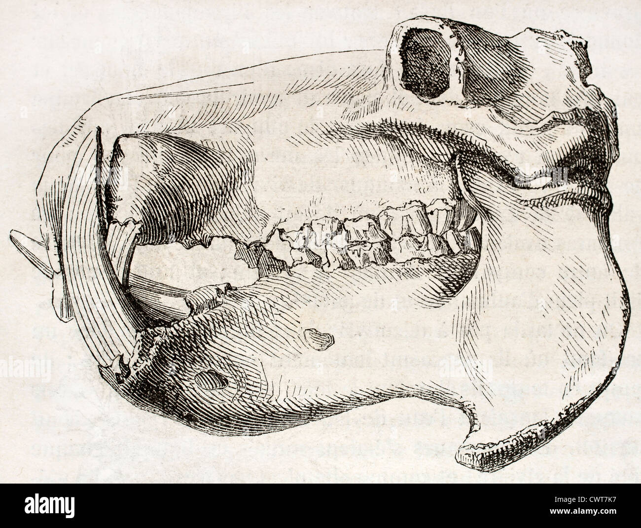 Hippo hippopotamus skull bone hi-res stock photography and images - Alamy