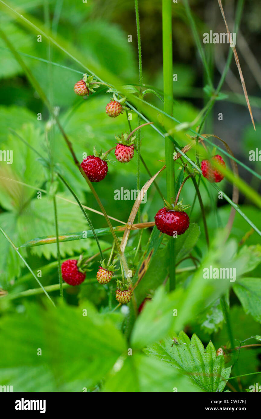 Wild forest strawberries Stock Photo - Alamy
