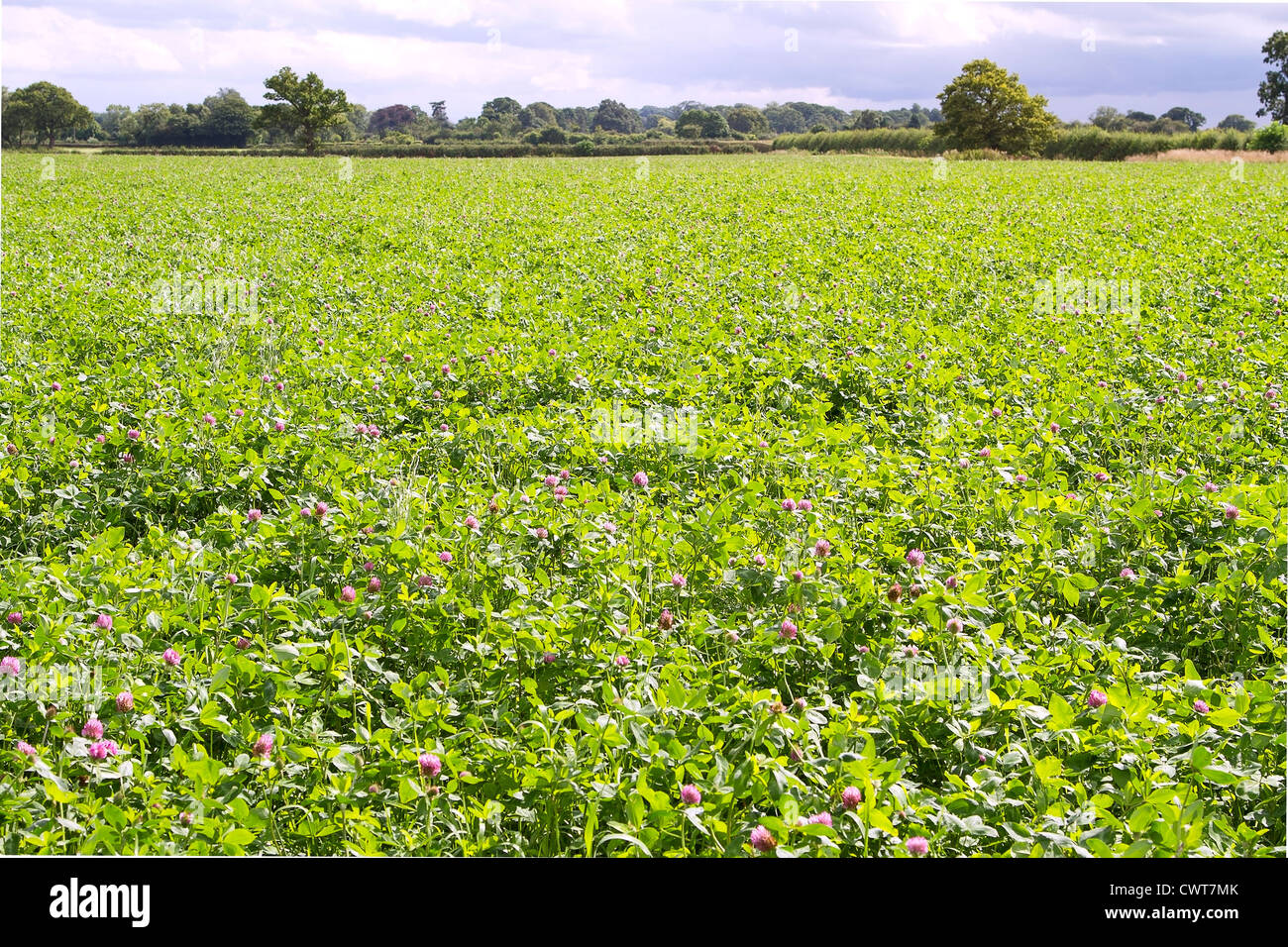 Field of red clover 'Trifolium pratense' Stock Photo - Alamy