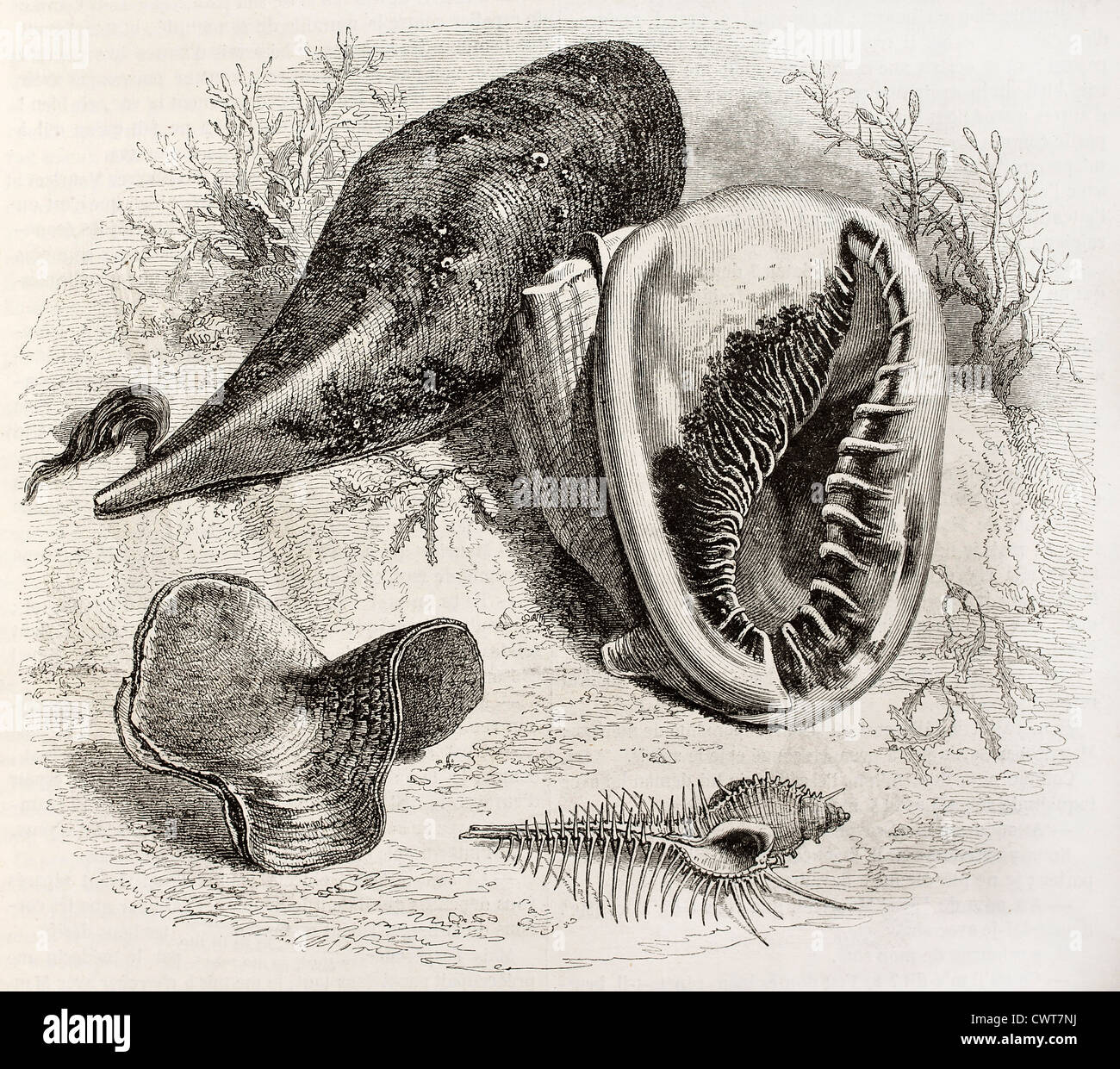 Conch shell drawing hi-res stock photography and images - Alamy