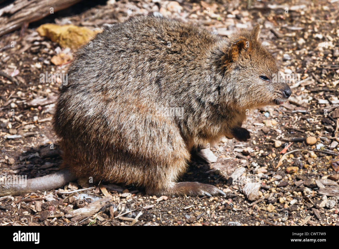 The Quokka is a small marsupial and looks like a Wallaby or Kangaro ...