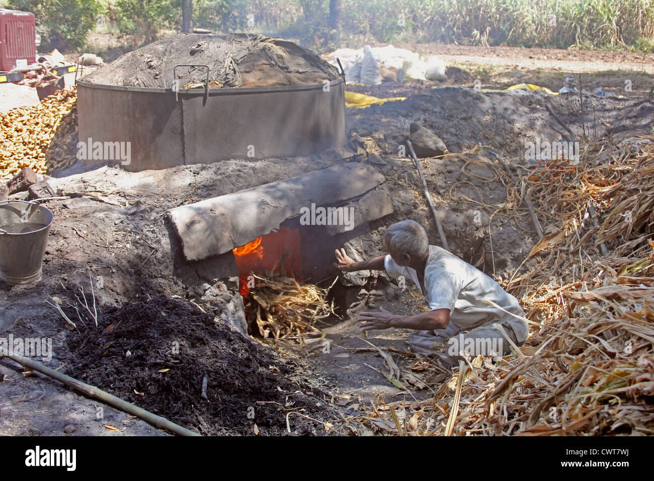 Turmeric, Curcuma longa being processed for drying and powdering, Wai ...