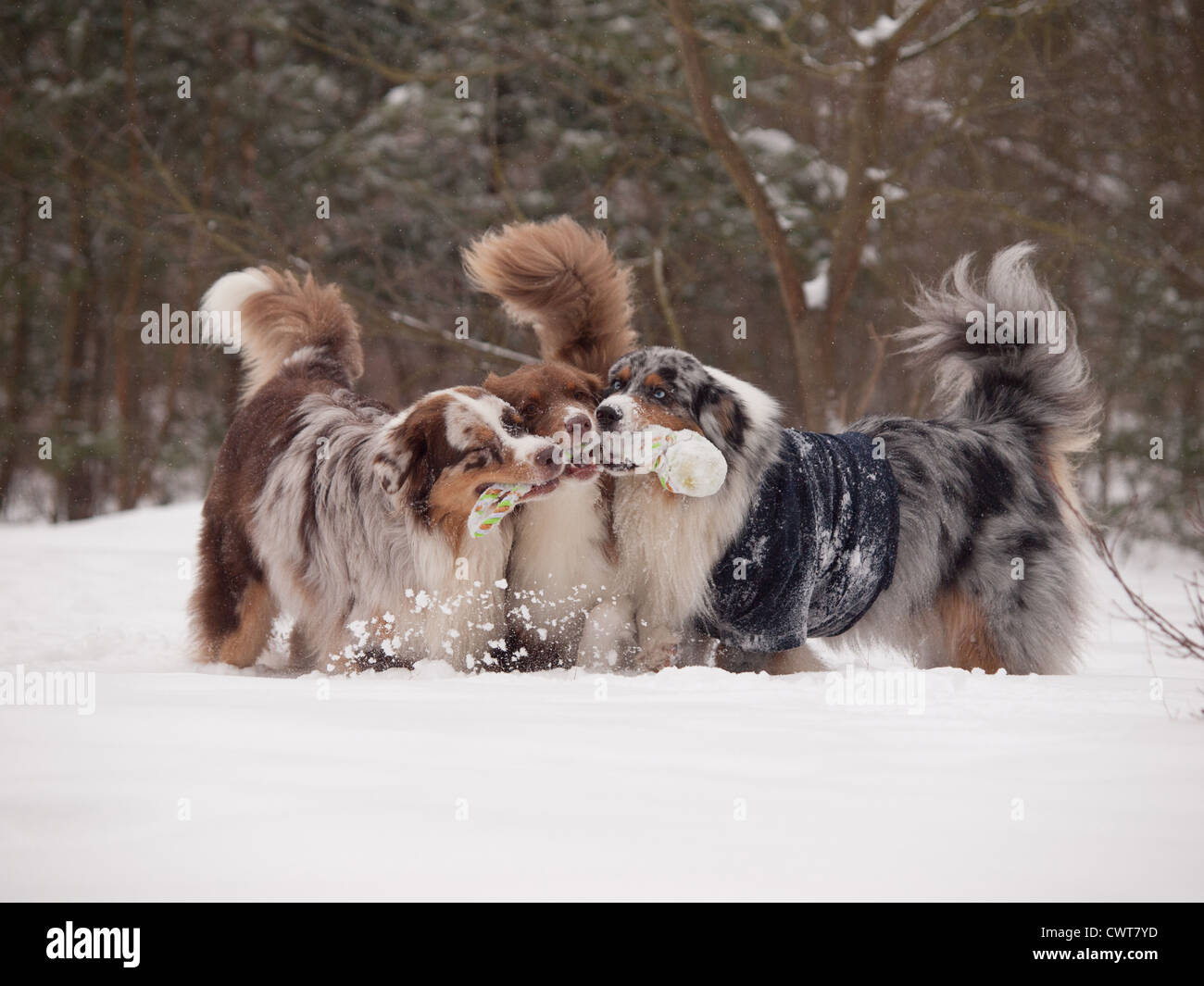playing Australian Shepherds Stock Photo - Alamy
