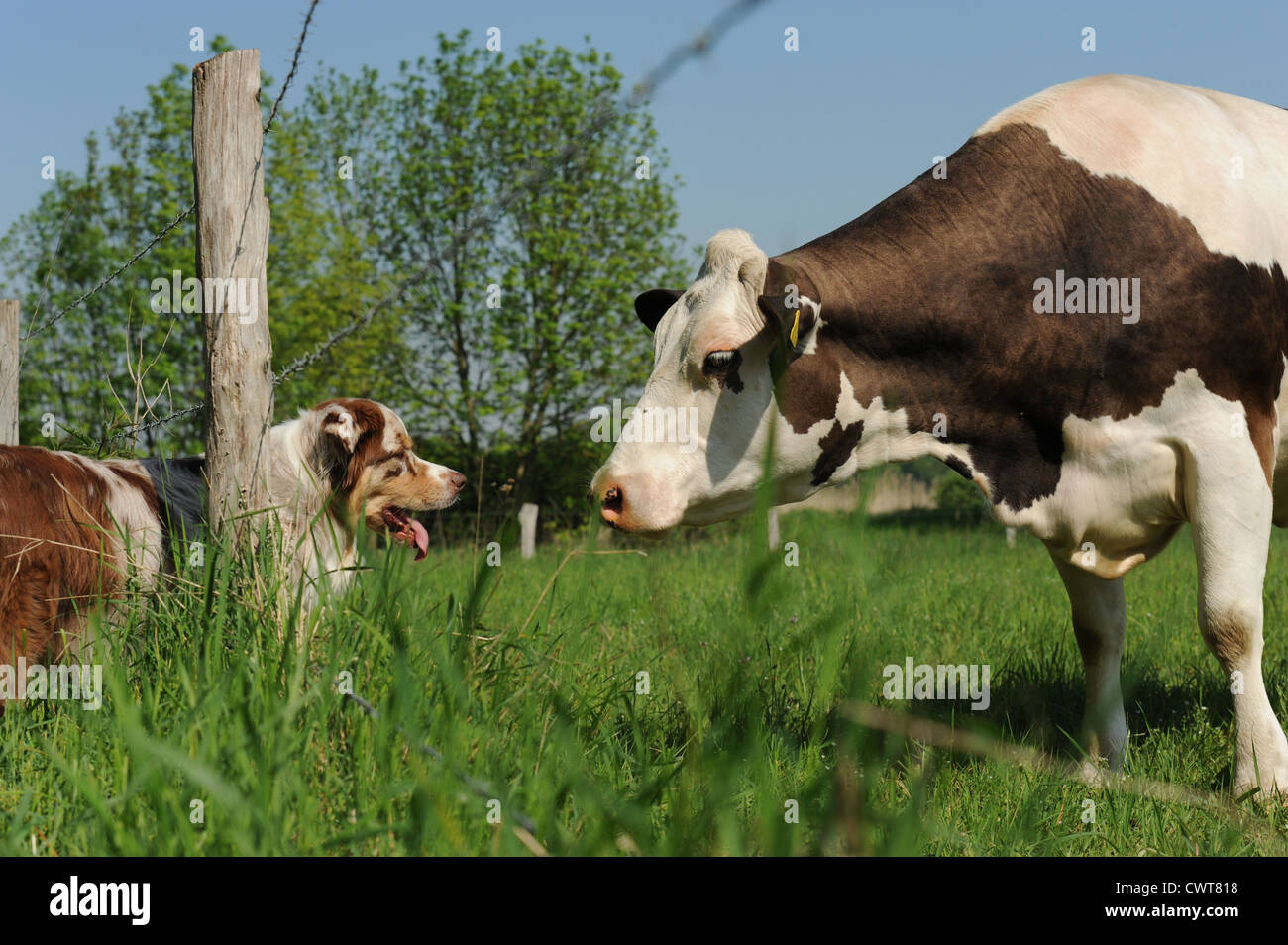 Australian Shepherd and cattle Stock Photo - Alamy
