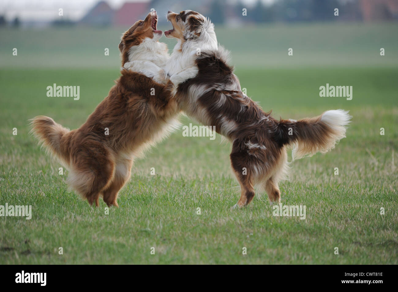 playing Australian Shepherds Stock Photo - Alamy