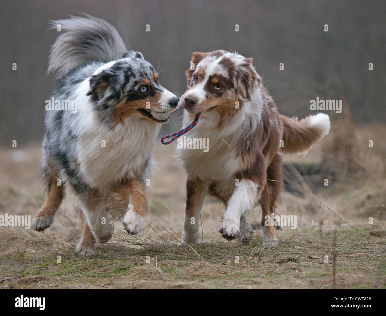 playing Australian Shepherds Stock Photo - Alamy