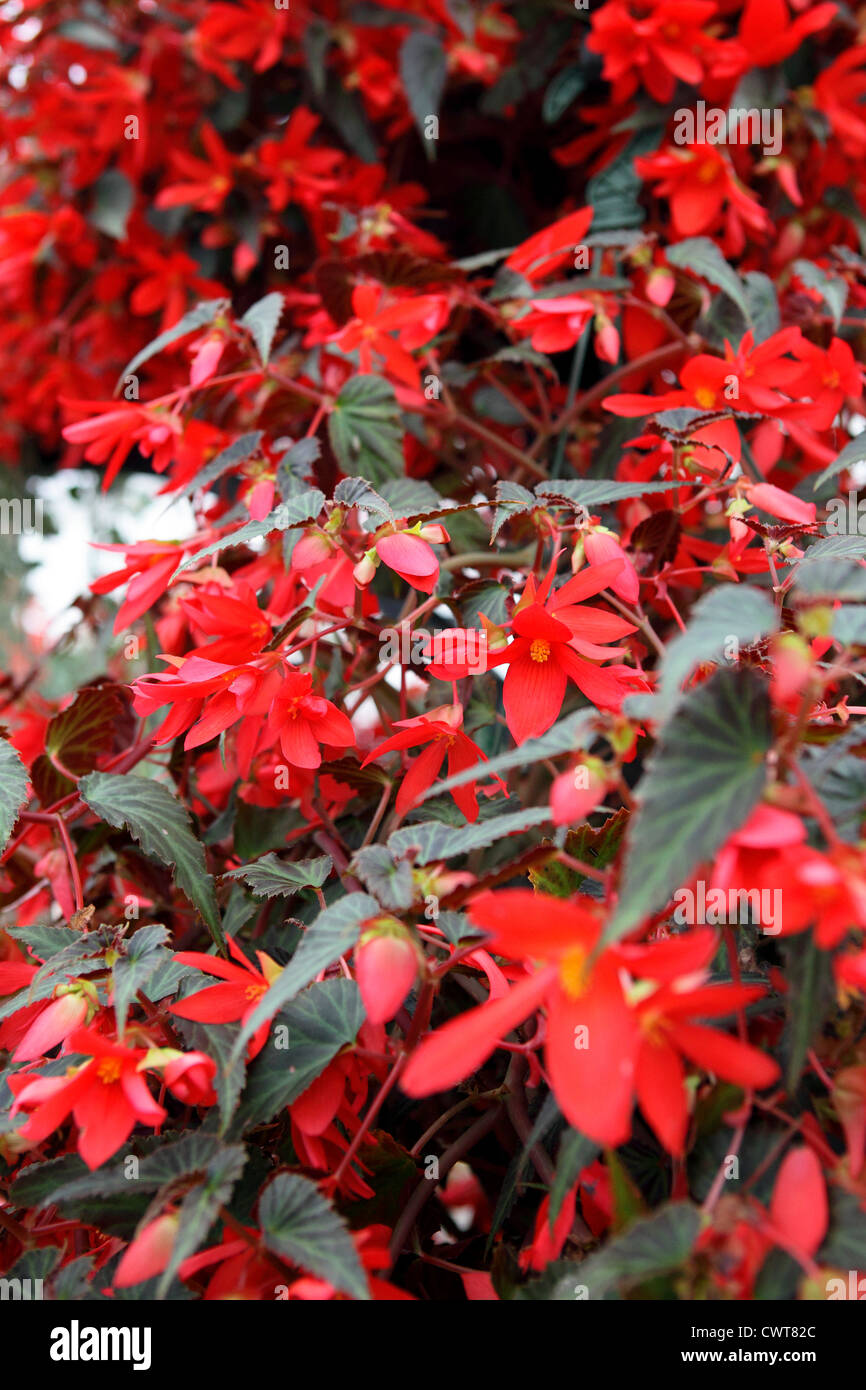 Red trailing begonias "million kisses armour Stock Photo - Alamy