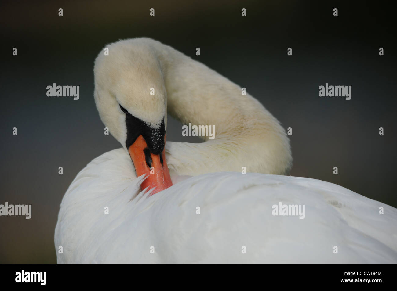 White swan preens itself hi-res stock photography and images - Alamy