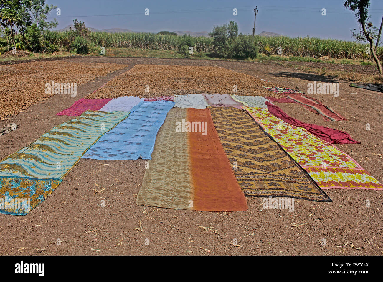 Turmeric Curcuma Longa Being Processed For Drying And Powdering Wai Satara Maharashtra