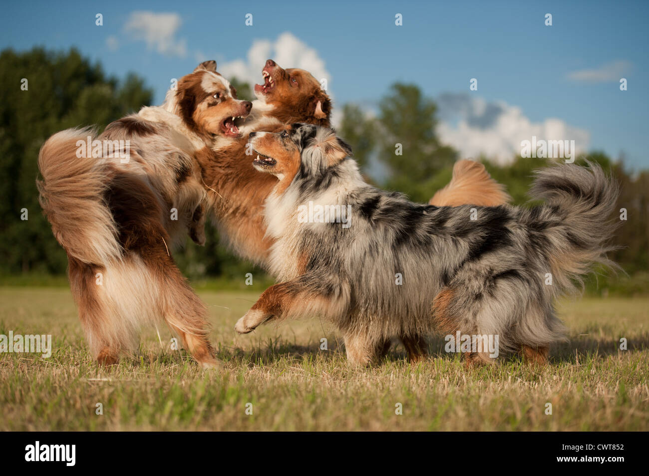 playing Australian Shepherds Stock Photo - Alamy