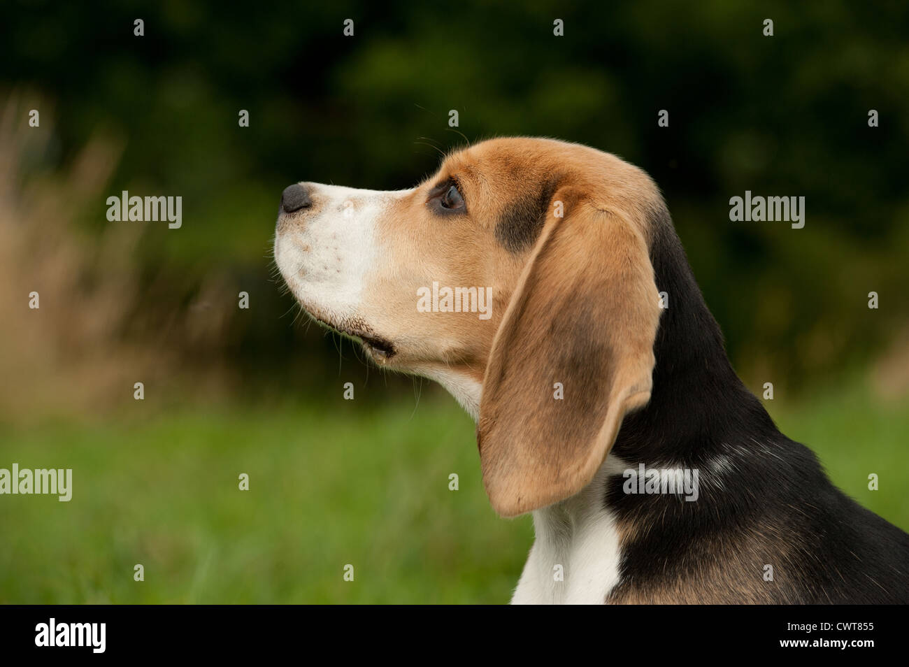 Beagles portraits hi-res stock photography and images - Alamy