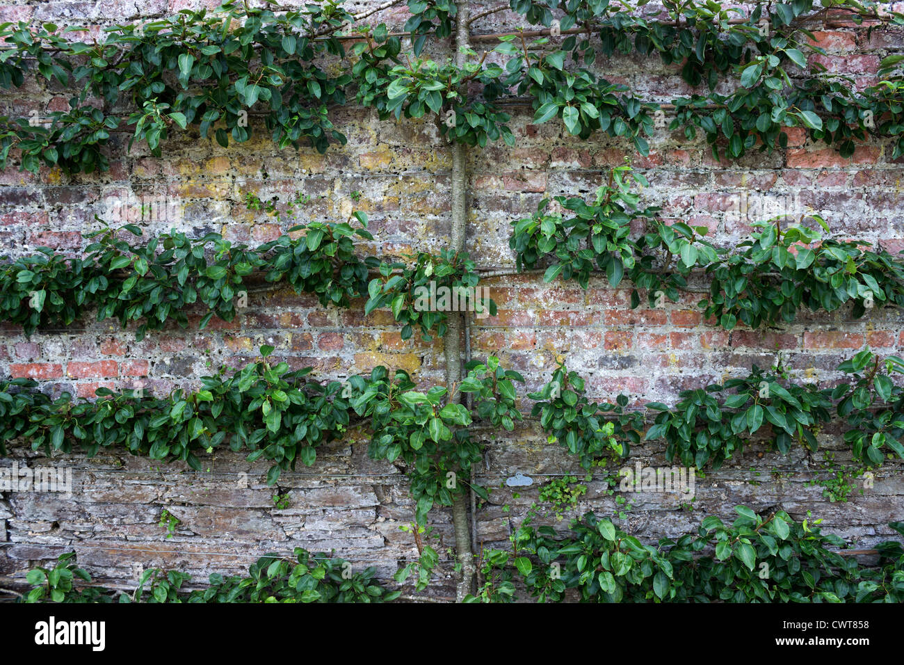 Fruit tree against a wall hi-res stock photography and images - Alamy