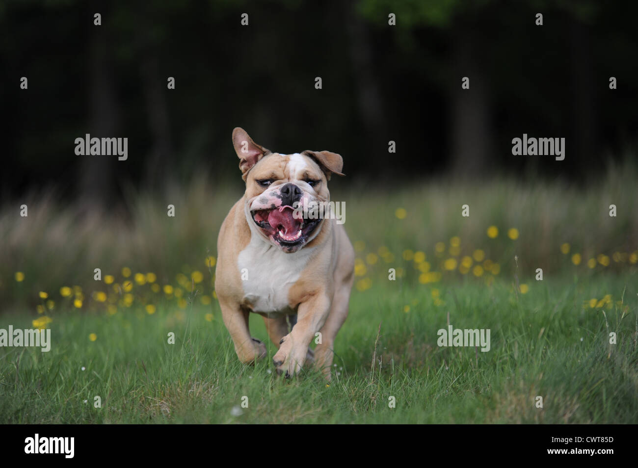 Bulldogs running hi-res stock photography and images - Alamy
