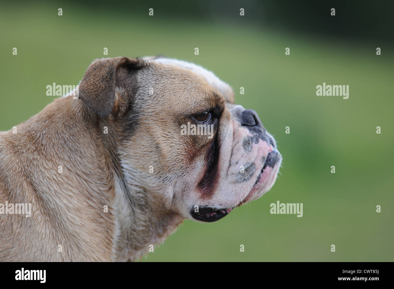 English bulldog portrait outside hi-res stock photography and images ...