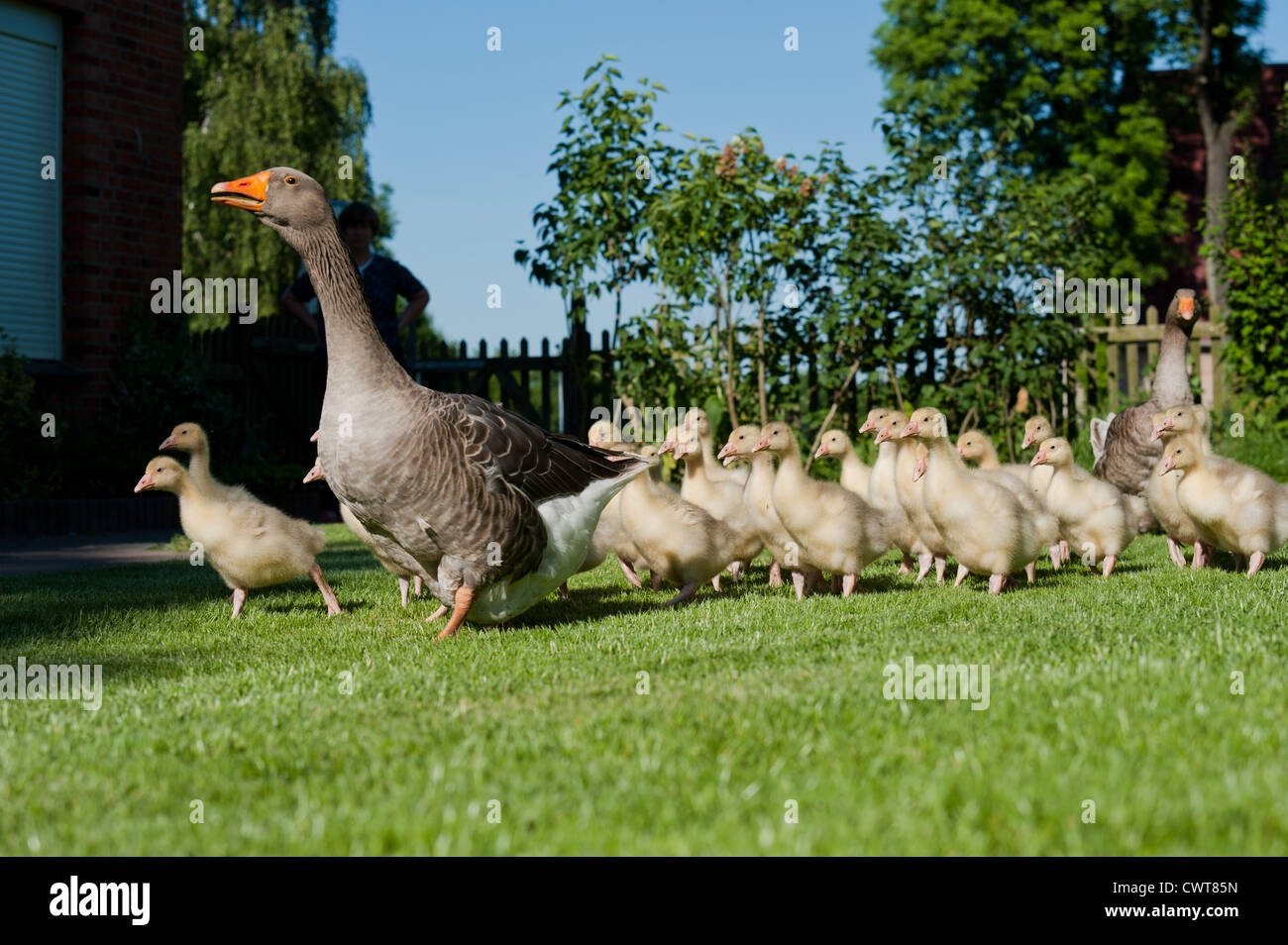Group juvenile domestic geese hi-res stock photography and images - Alamy
