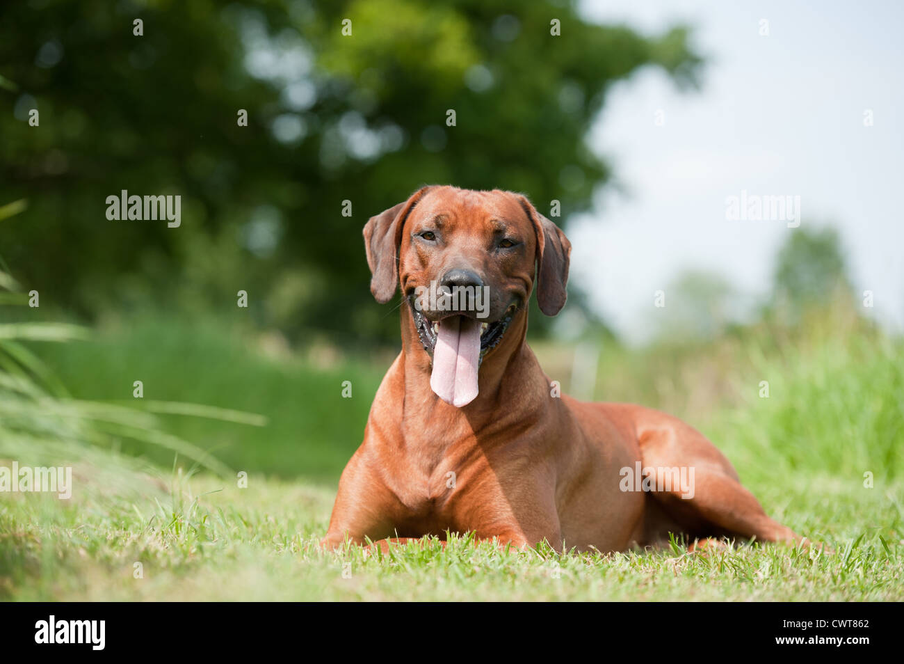 Rhodesian ridgeback dog hi-res stock photography and images - Alamy