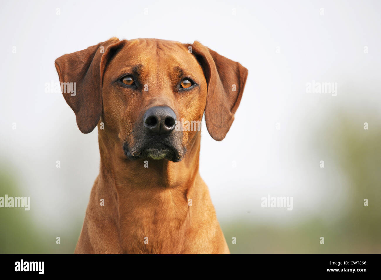 Rhodesian Ridgeback Portrait Stock Photo - Alamy