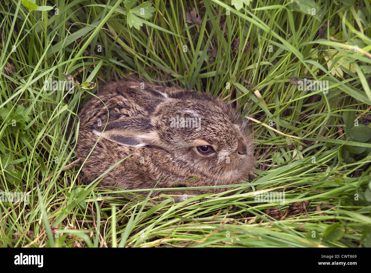 Brown Hare Lepus europaeus young Leveret hidden in grass field Norfolk ...