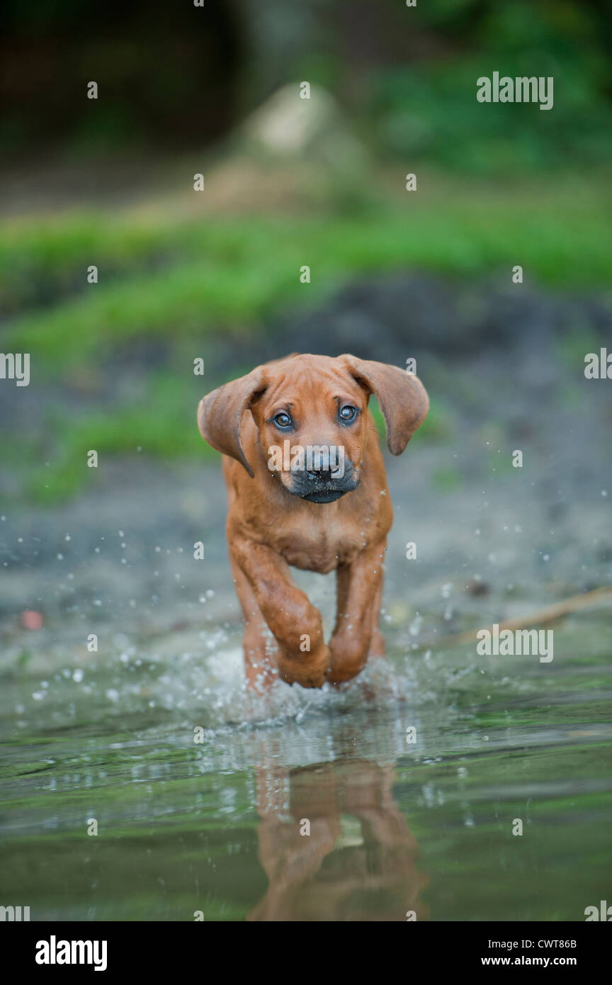 Rhodesian Ridgeback Puppy Stock Photo - Alamy