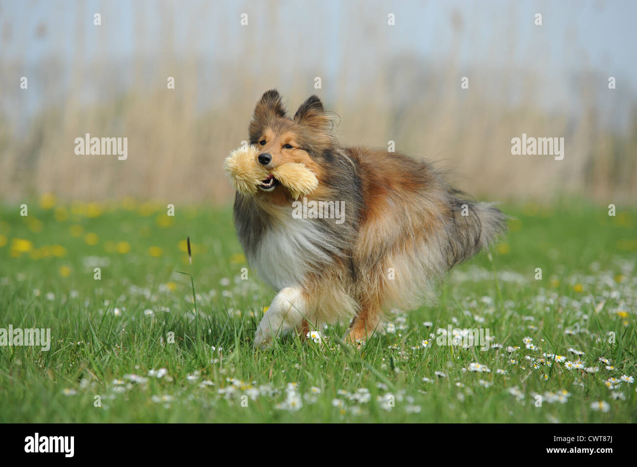 Mouth sheepdogs hi-res stock photography and images - Alamy