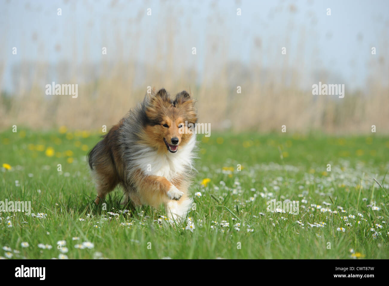 running Shetland Sheepdog Stock Photo - Alamy
