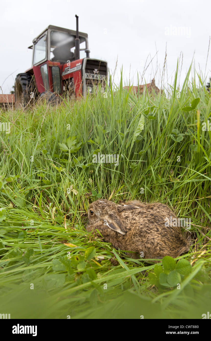 Young Brown Hare Lepus europaeus hiding in grassland & approaching ...