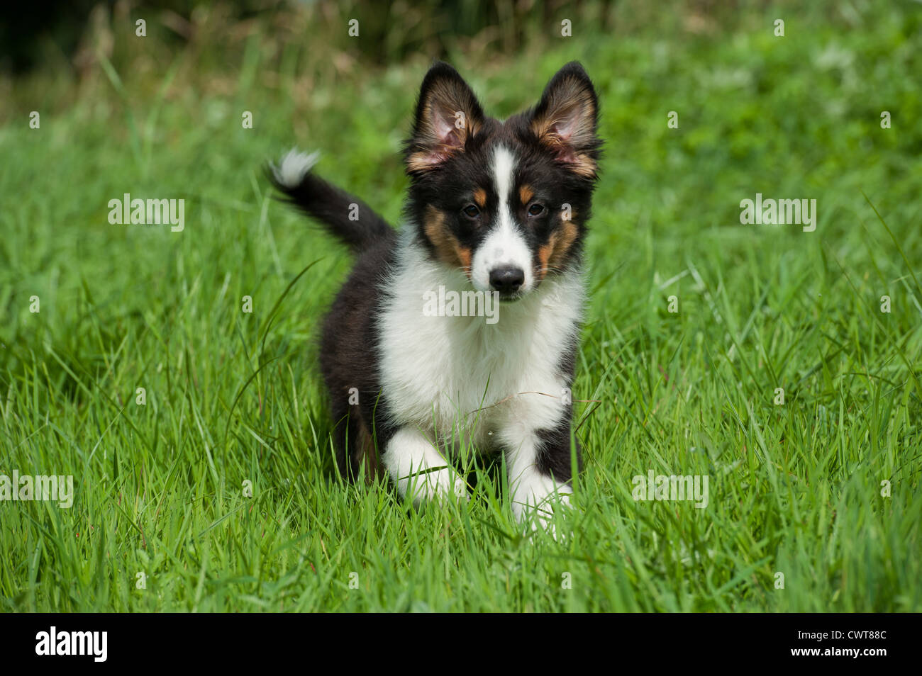 running Australian Shepherd Puppy Stock Photo - Alamy