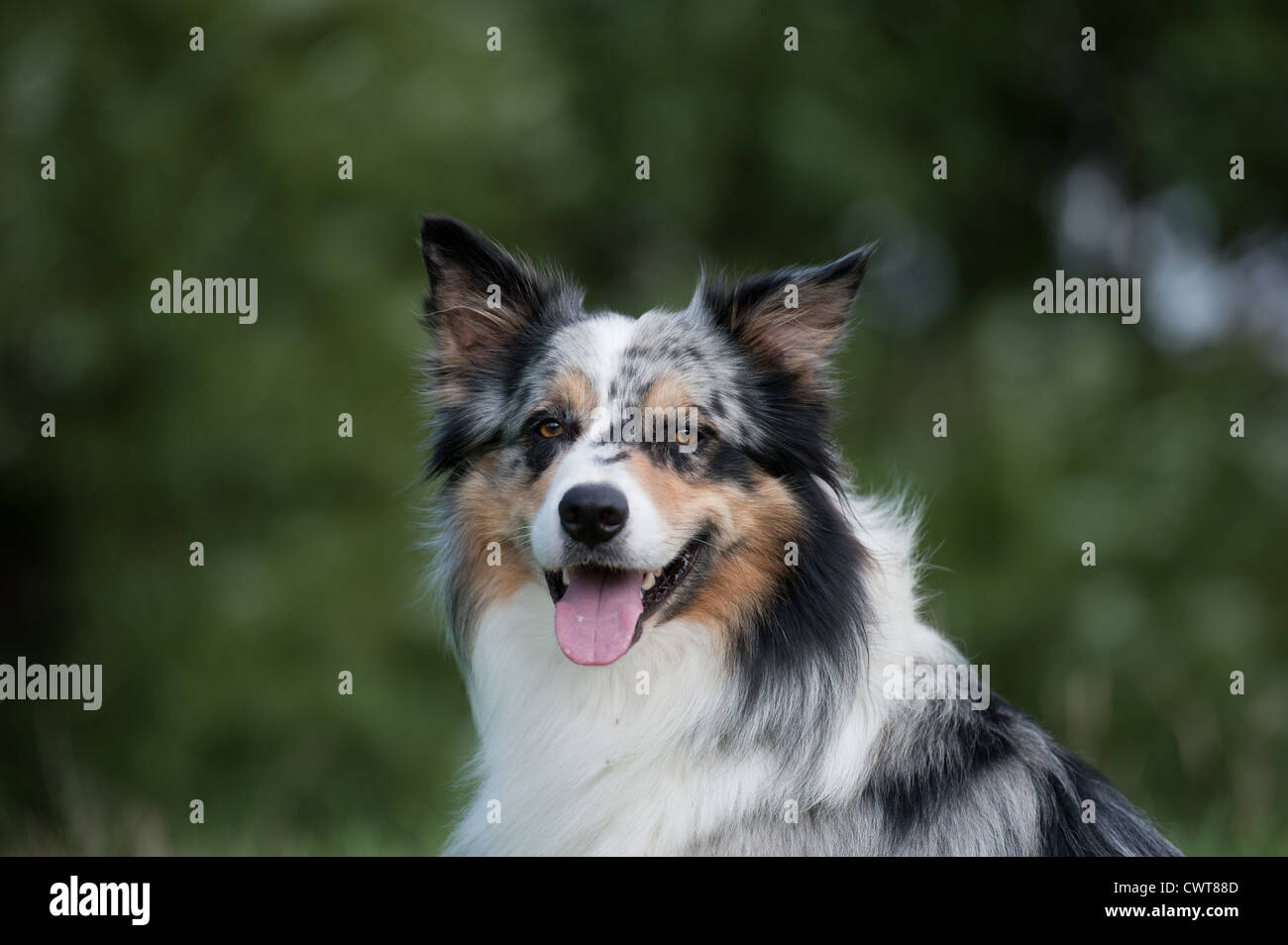 Border Collie Portrait Stock Photo - Alamy
