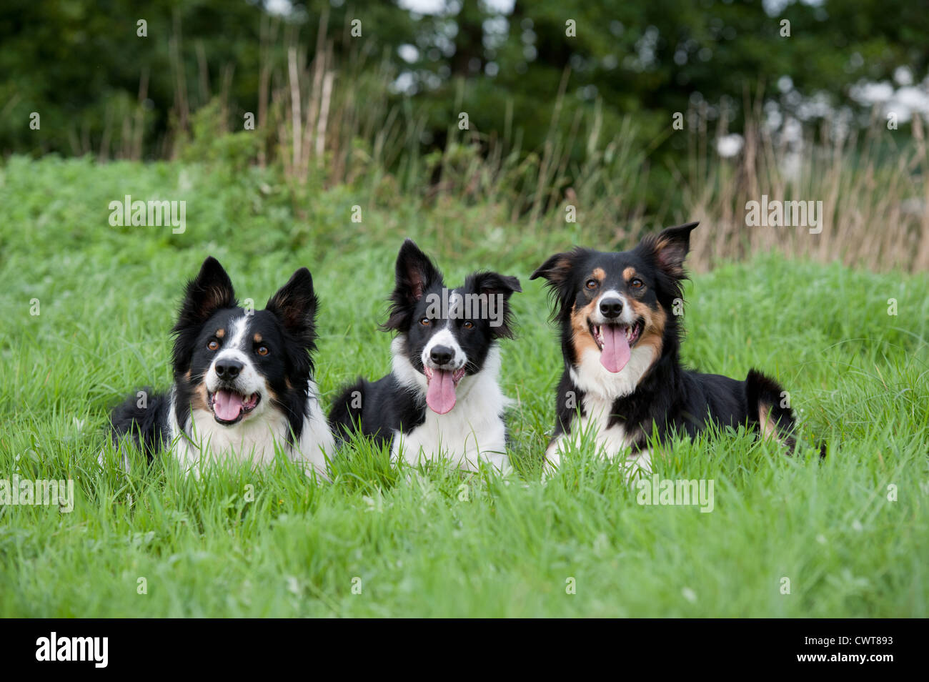 3 border collies hi-res stock photography and images - Alamy
