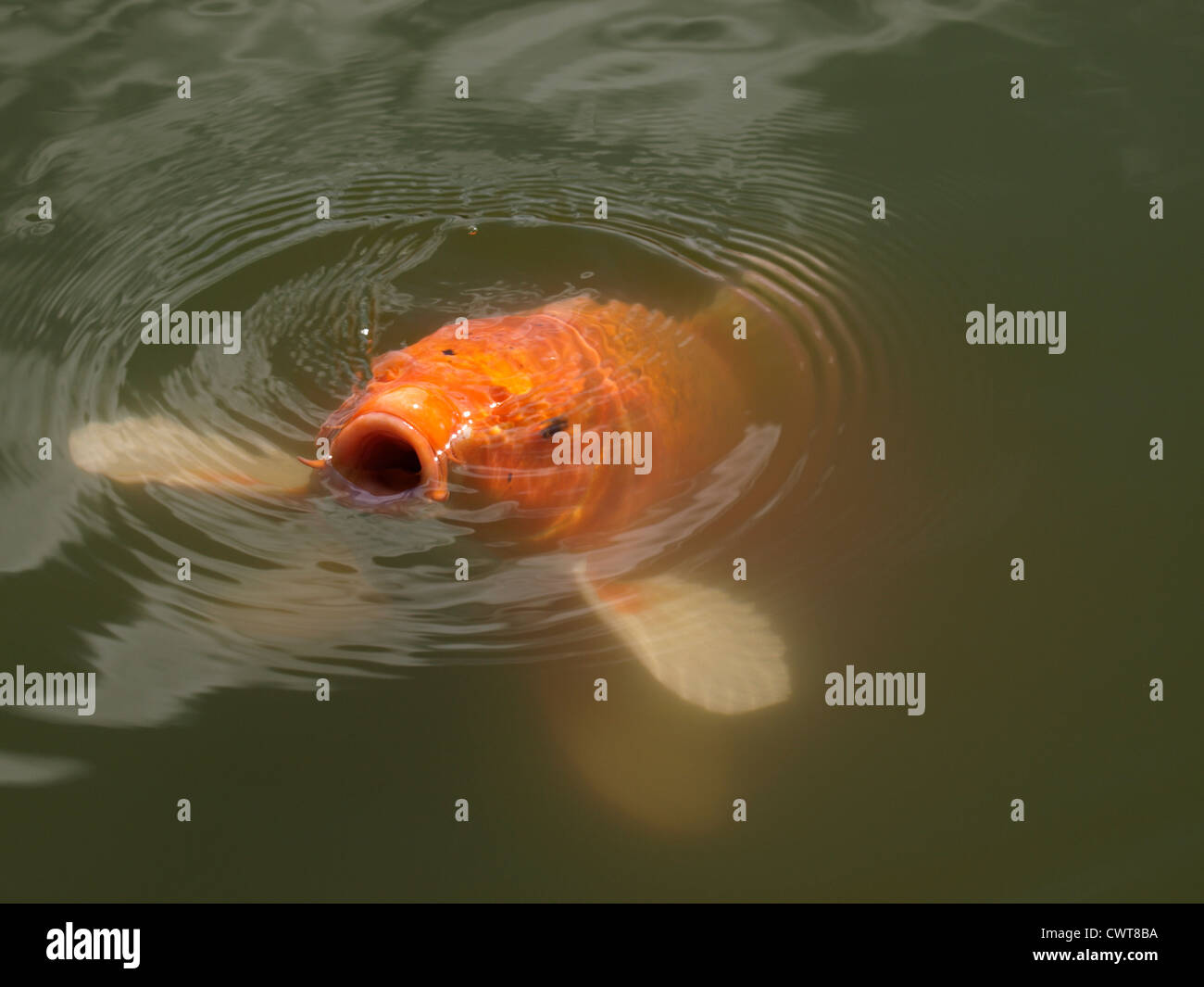 Koi Carp Uk High Resolution Stock Photography and Images - Alamy