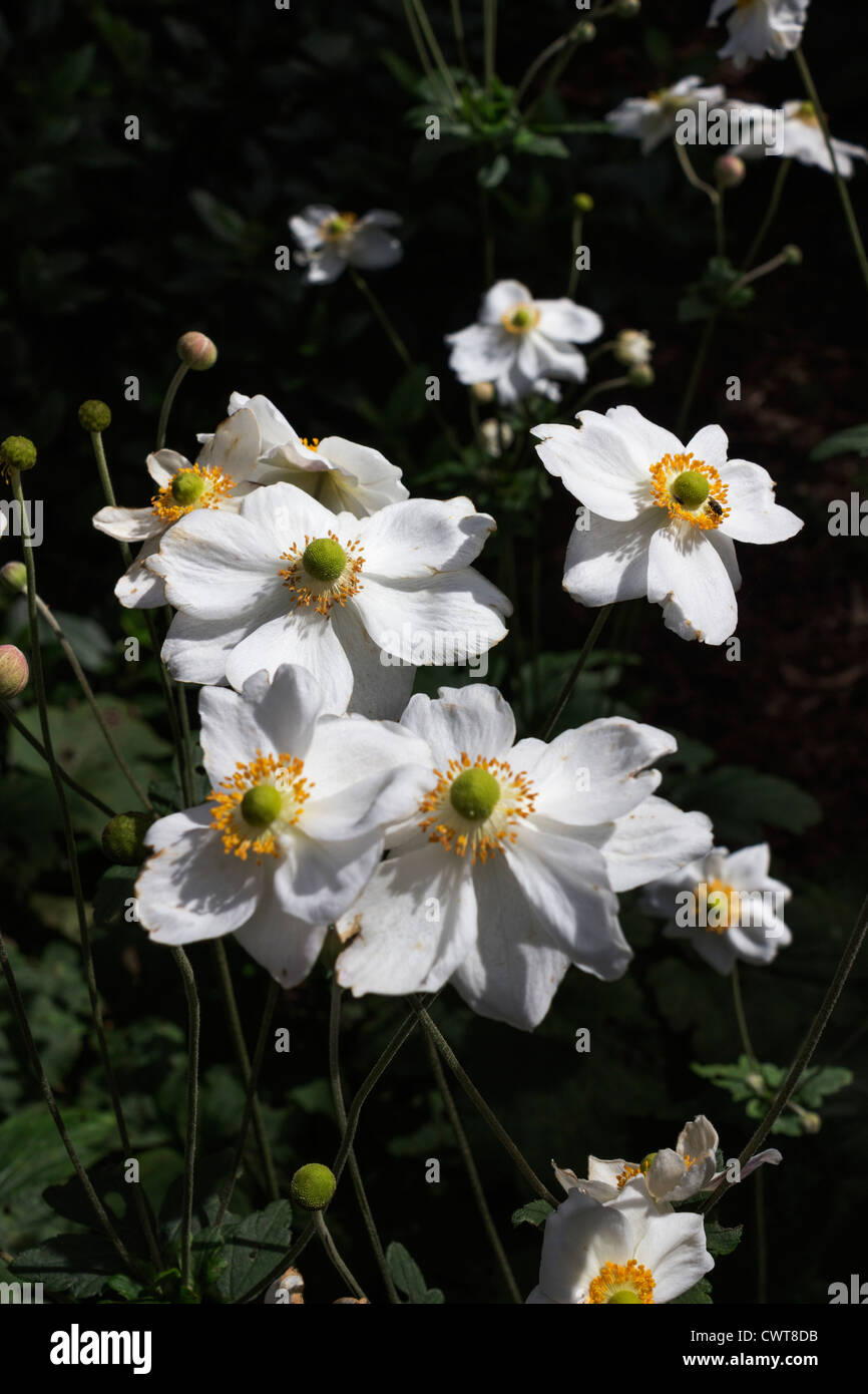 Anemone hupehensis on white flower hi-res stock photography and images ...