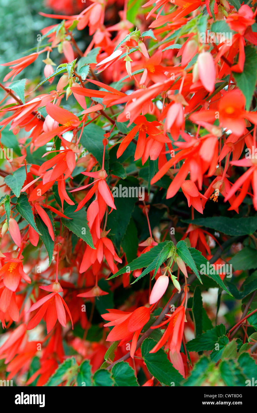 Red trailing begonias "million kisses armour Stock Photo - Alamy