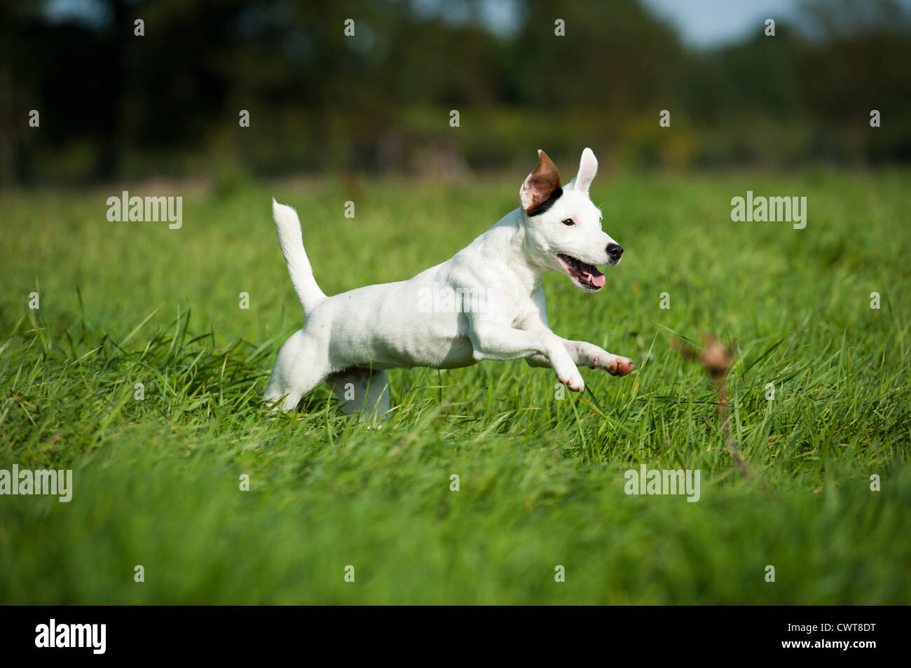 Side profile young jack hi-res stock photography and images - Alamy
