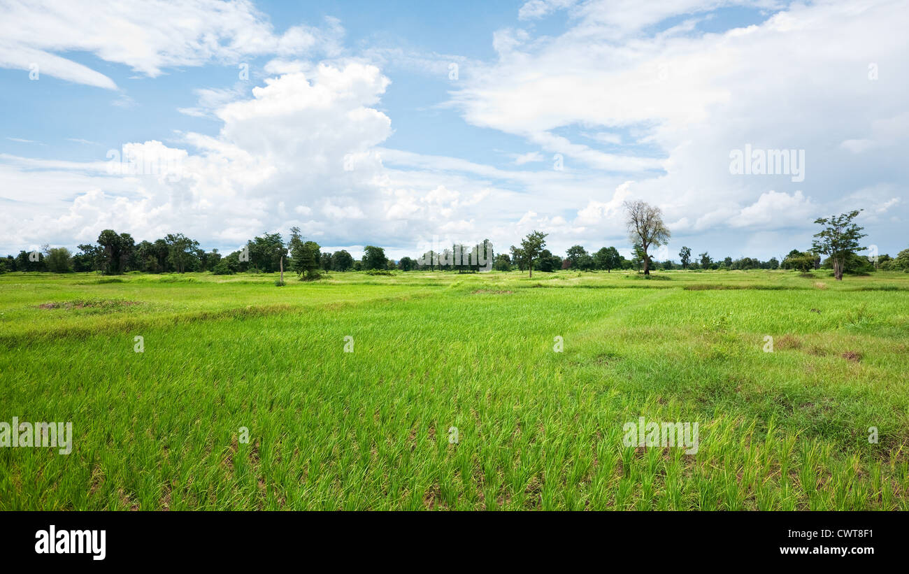 Dried out rice field in Banteay Meanchey Province, Cambodia Stock Photo ...