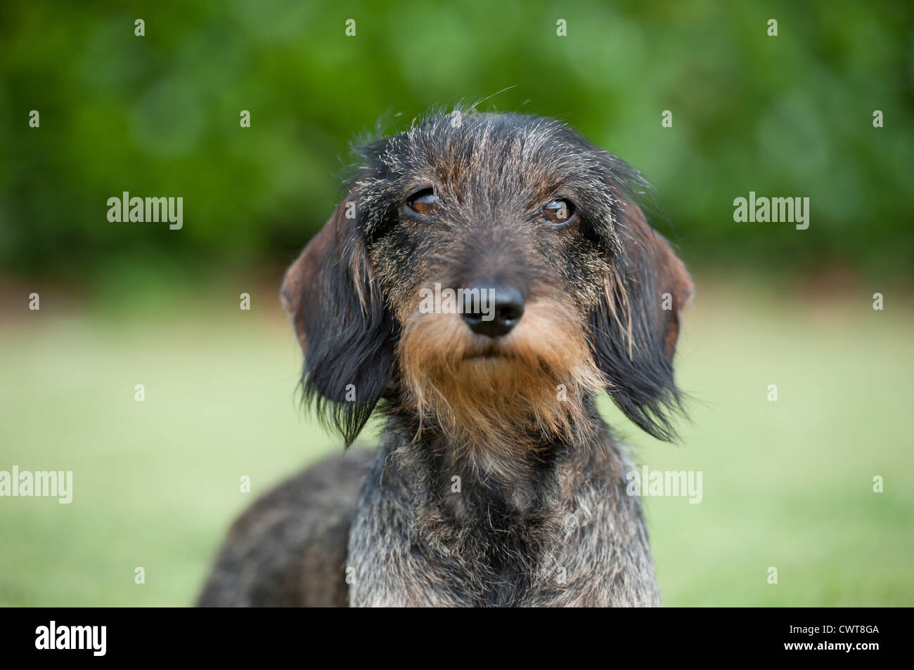 wirehaired teckel portrait Stock Photo - Alamy