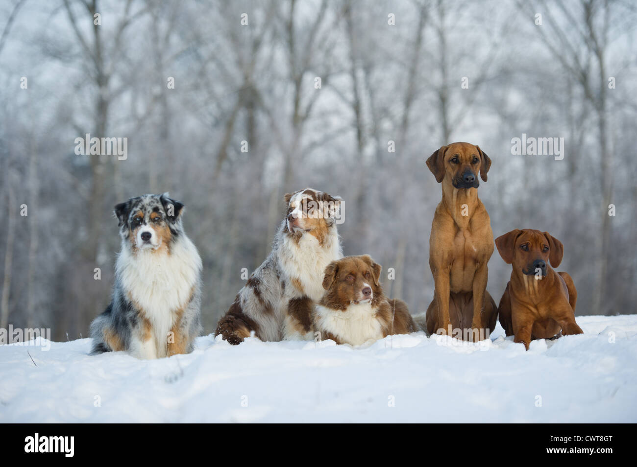 Australian big 5 hi-res stock photography and images - Alamy