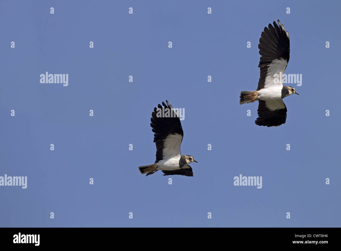 Lapwings flying in sky hi-res stock photography and images - Alamy