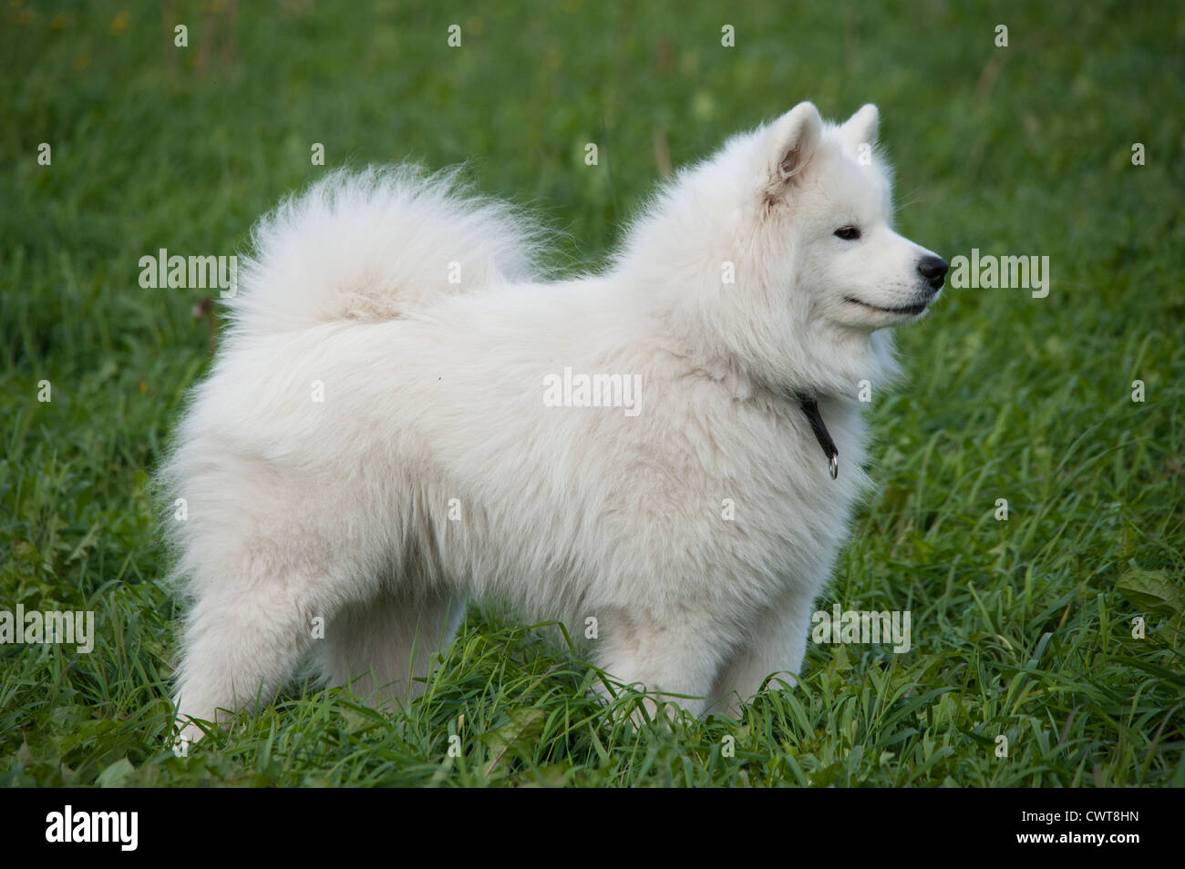 Samoyed side standing hi-res stock photography and images - Alamy