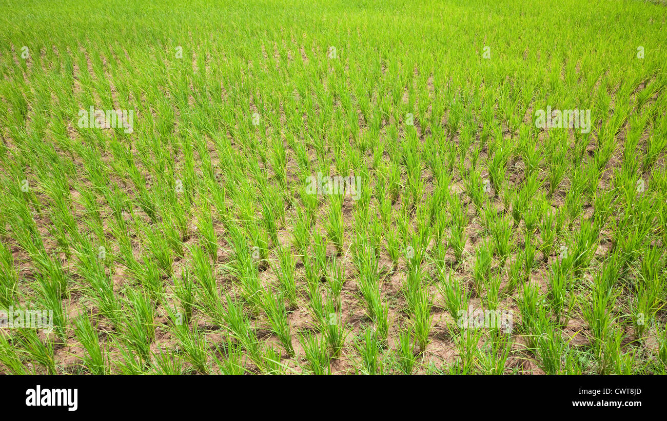 Dried out rice field in Banteay Meanchey Province, Cambodia Stock Photo ...