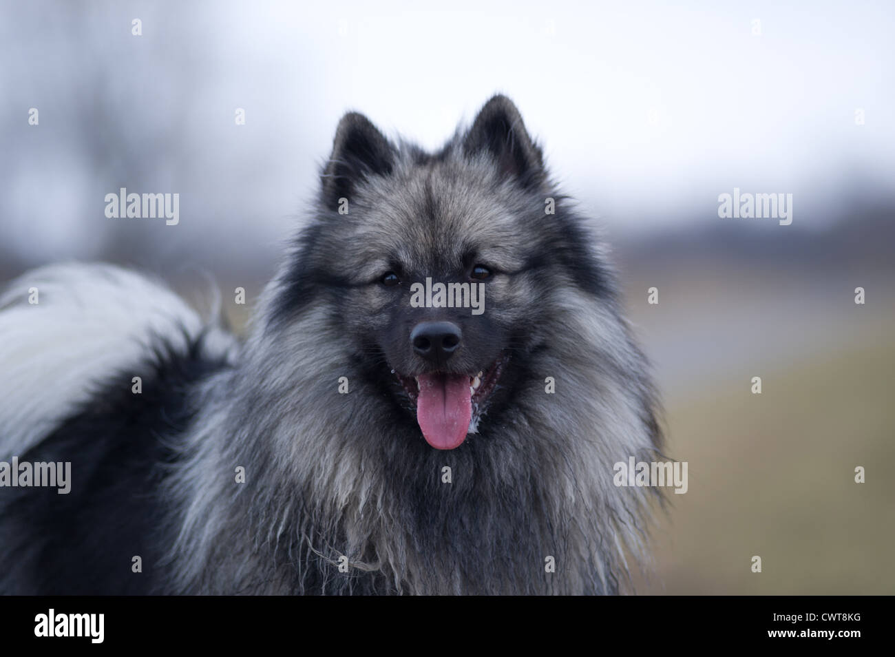 Keeshonds hi-res stock photography and images - Alamy