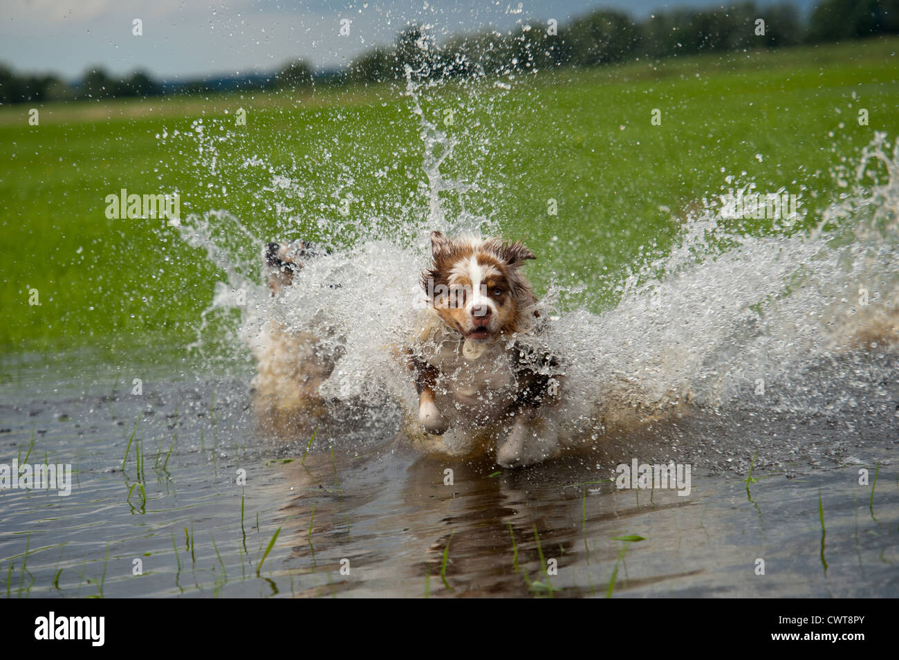 splashing Australian Shepherd Stock Photo - Alamy