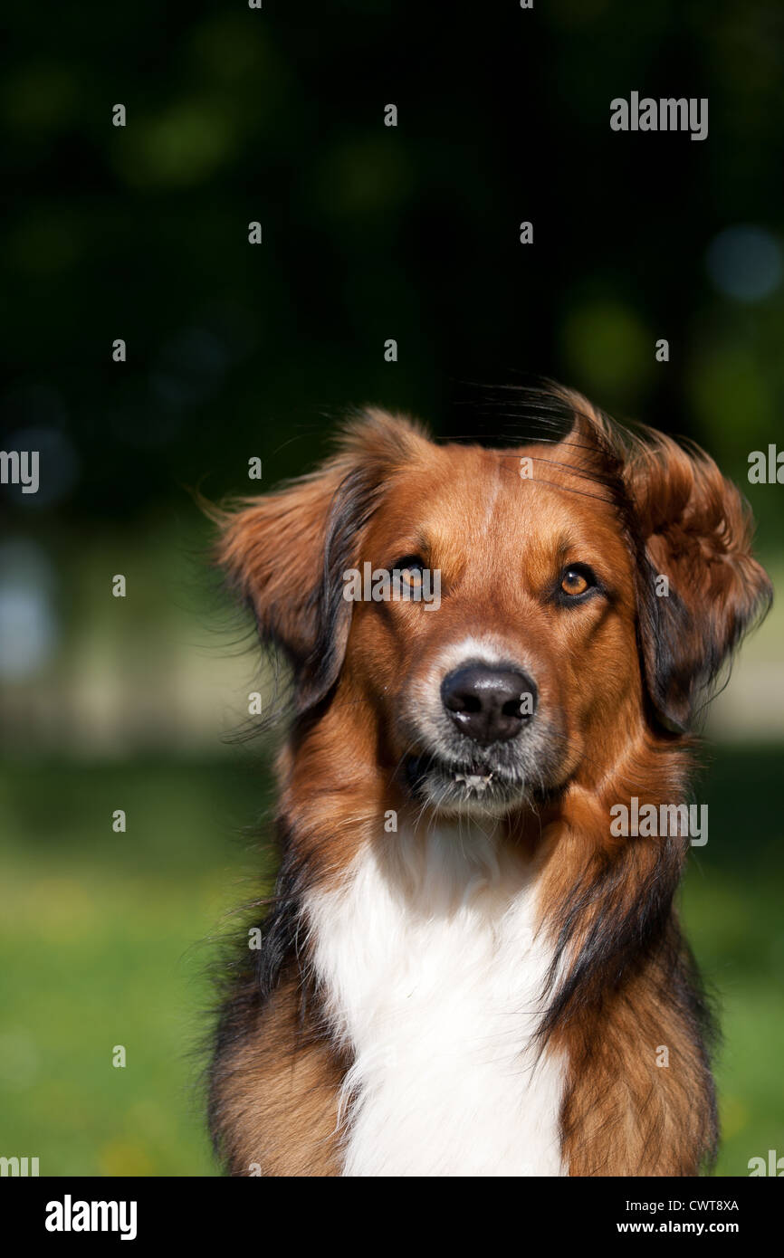 Waeller portrait dog dogs hi-res stock photography and images - Alamy