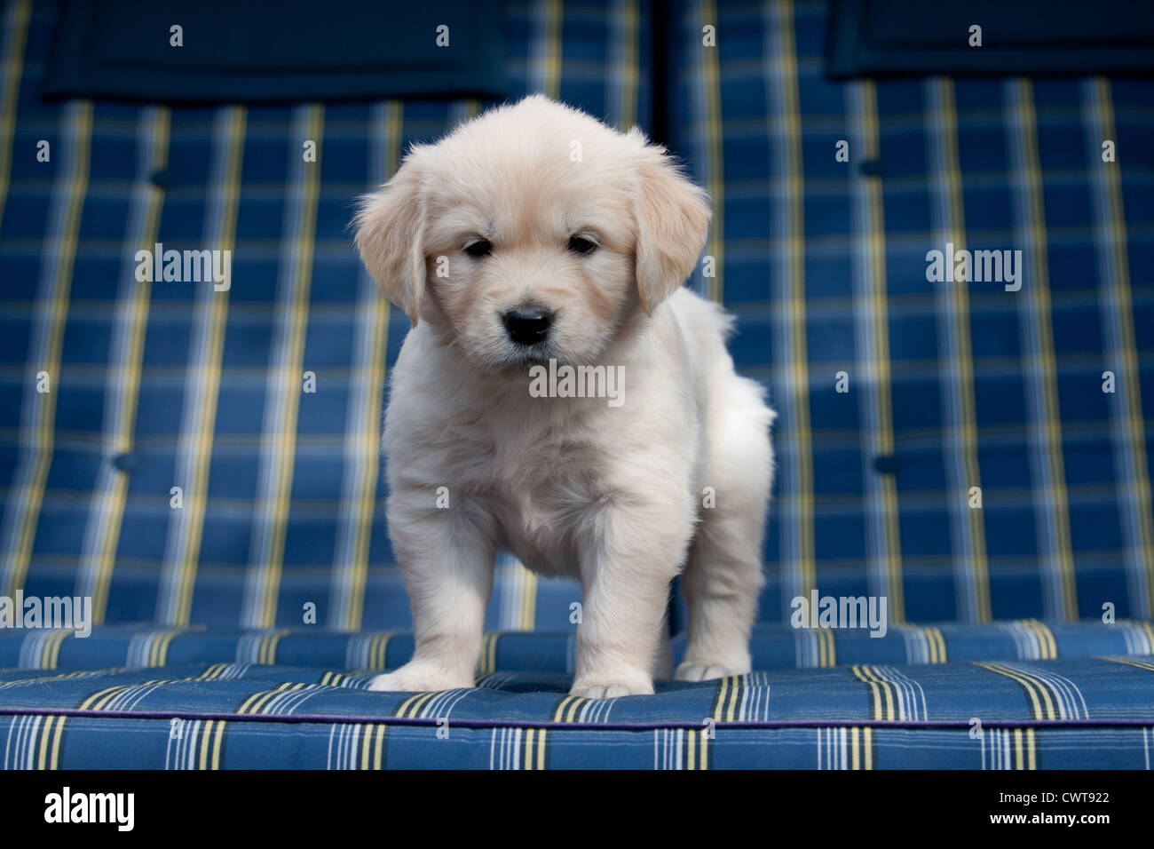 Golden Retriever Puppy Stock Photo - Alamy